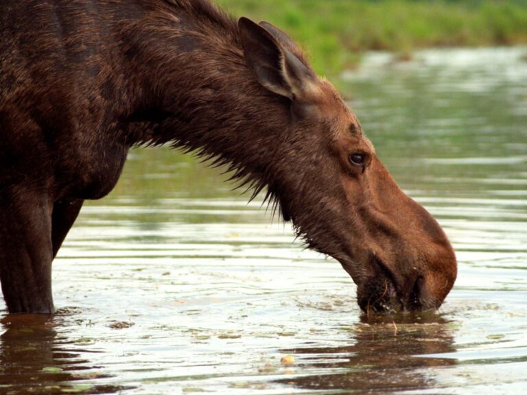 Wildlife in Maine: Spotting Moose, Puffins and More