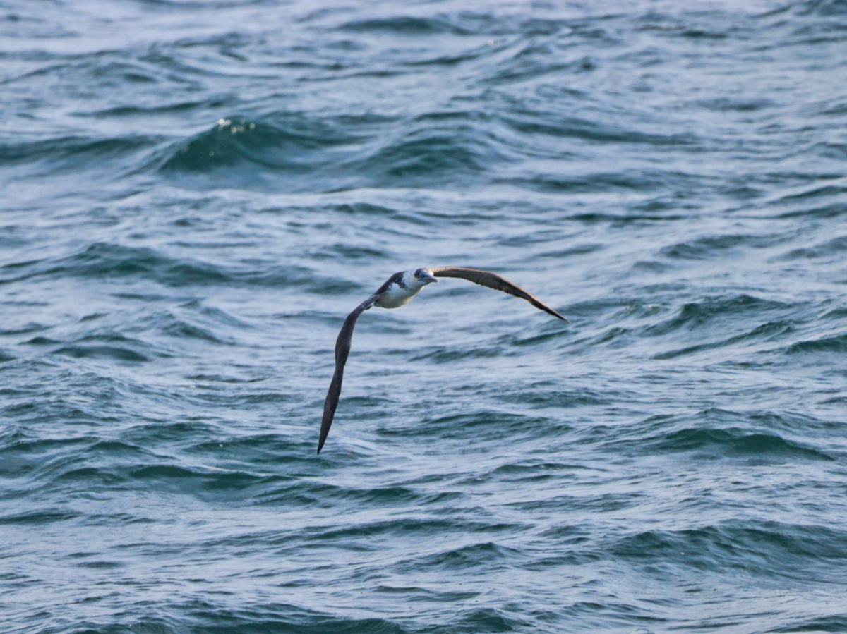Matinicus Ferry: a Rare Travel Opportunity on Maine State Ferries